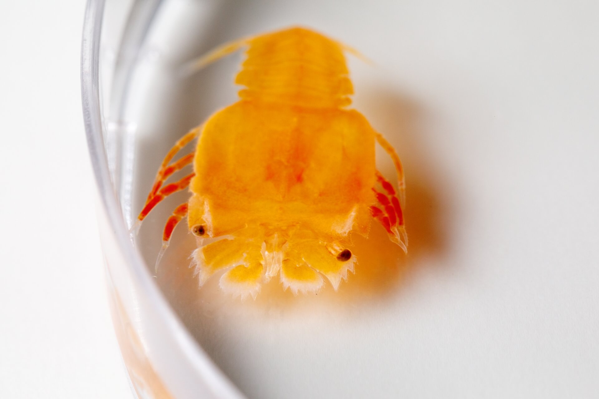 Growth and biochemical composition of hatchery reared scyllaridae ...