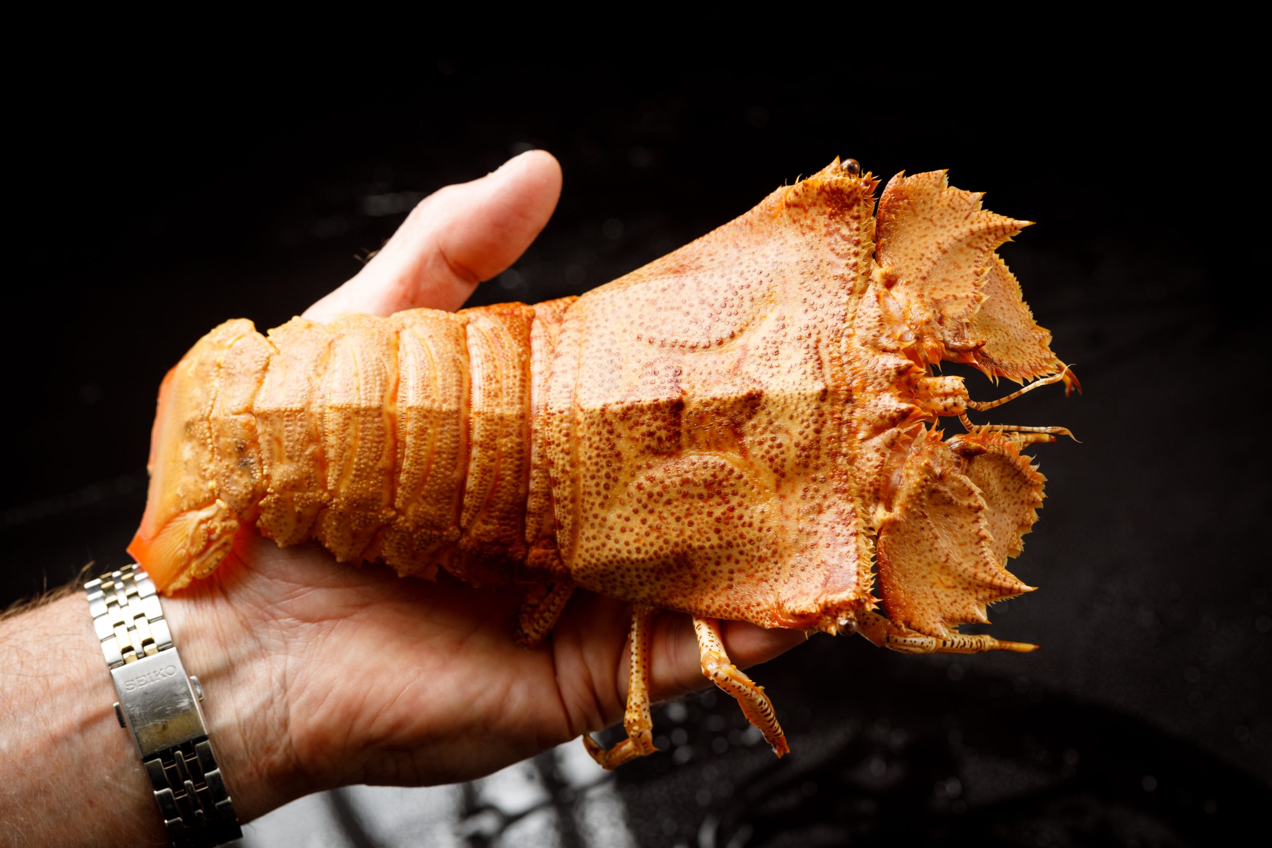 Physiological status and nutritional condition of cultured juvenile ...