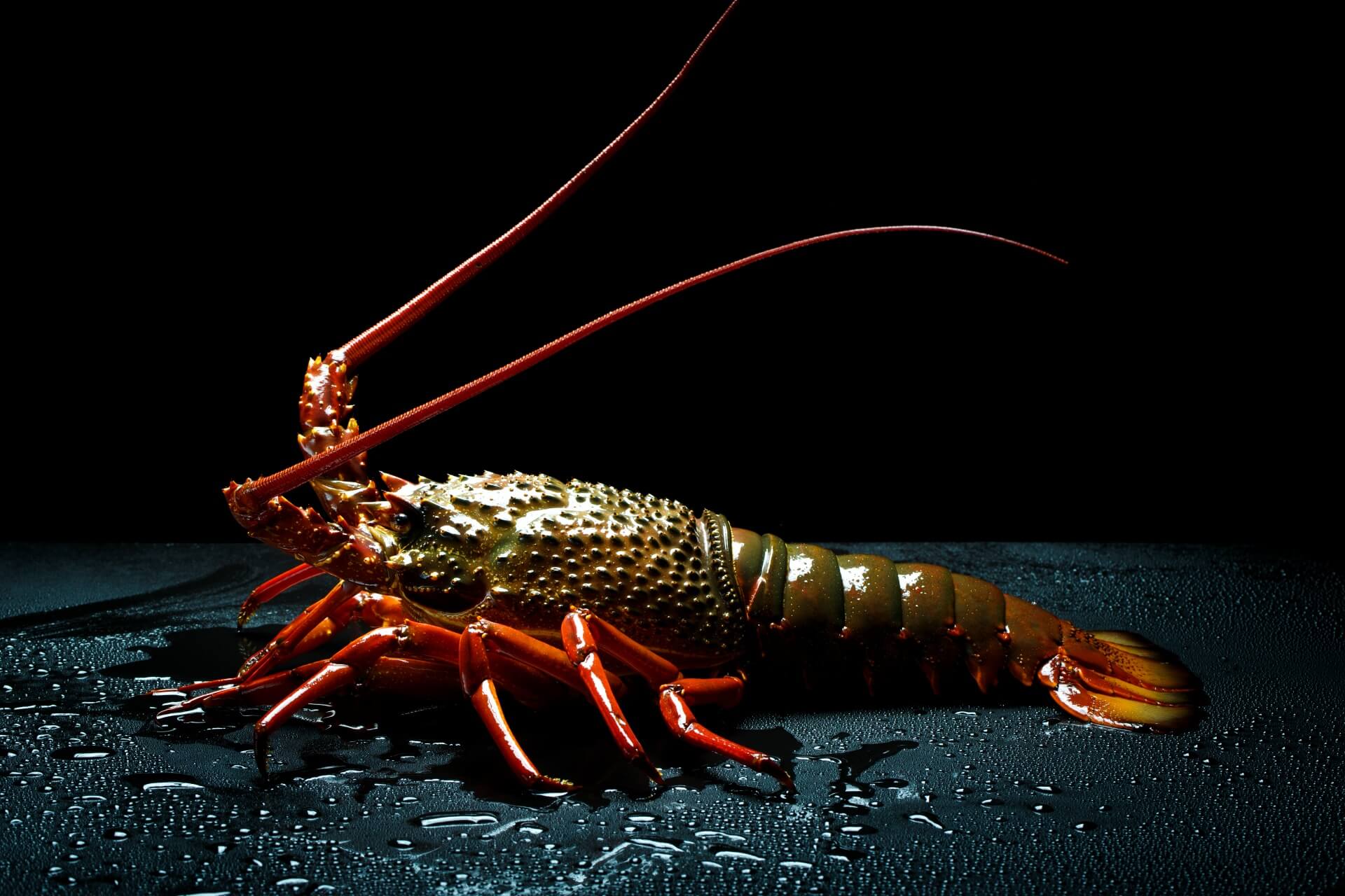 Y Linked Idmrt1 Paralogue Idmy In The Eastern Spiny Lobster Sagmariasus Verreauxi The First