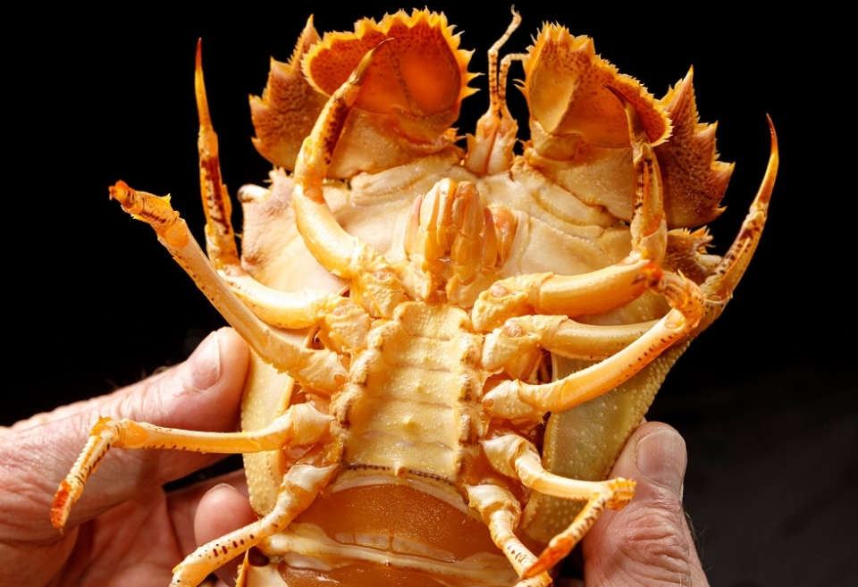 Research paves way for Moreton Bay Bug aquaculture in Tasmania ...