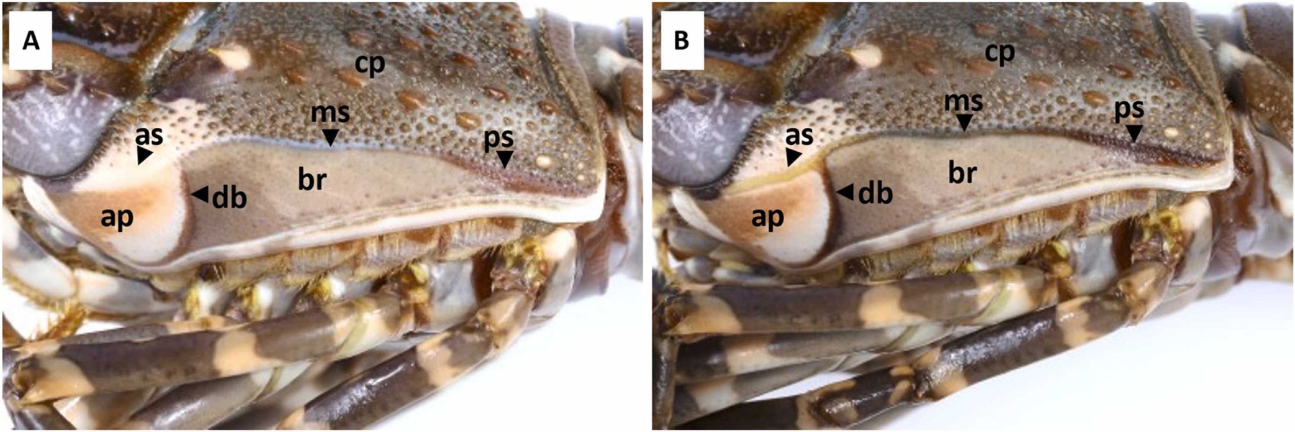Assessing sensing techniques for detecting markers of approaching ...