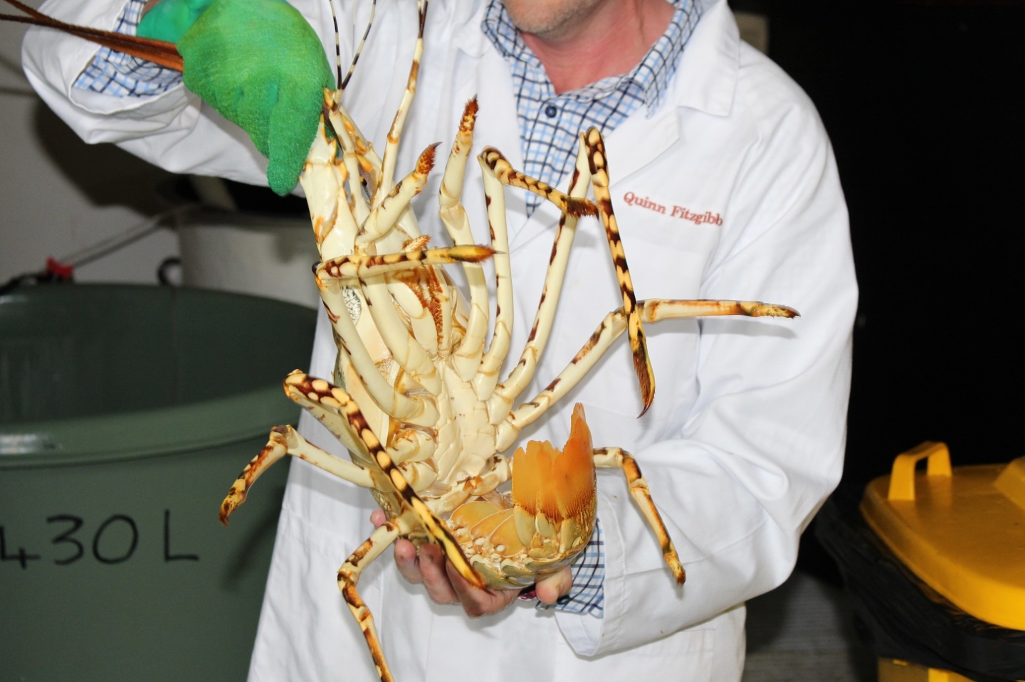 Tasmanian manufacturer orders serve of world-leading lobster research ...